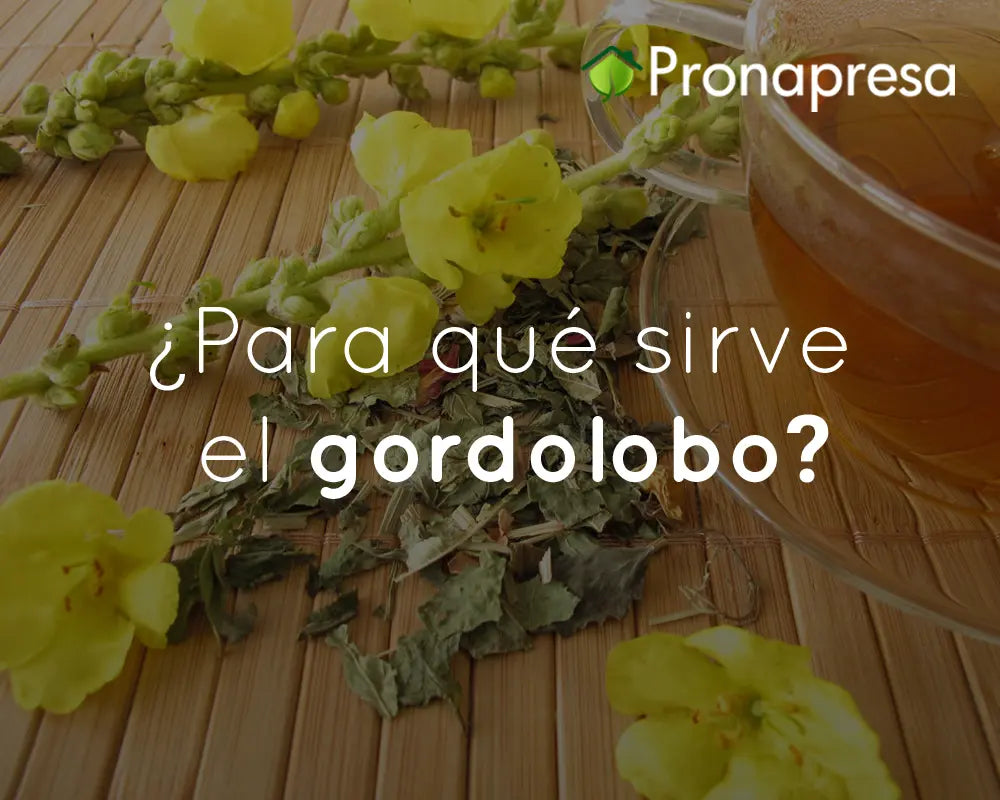 What is mullein used for? – Pronapresa