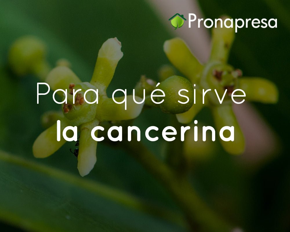 Para qué sirve la cancerina – Pronapresa