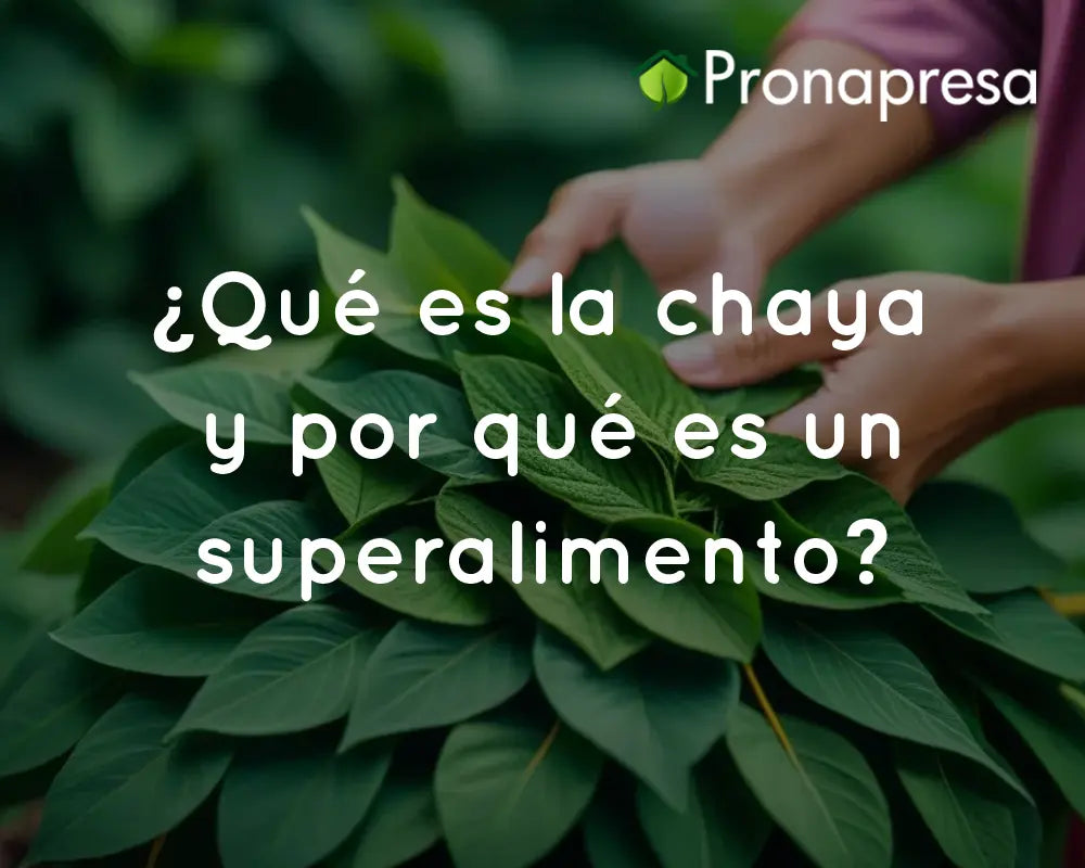 What is chaya and why is it a superfood? – Pronapresa