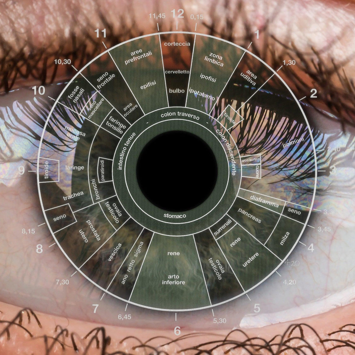 What is iridology and what is it for? – Pronapresa